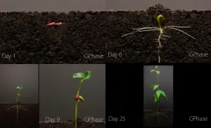 14 Preschool Plant Activities to Nurture Curiosity [2024 Edition]